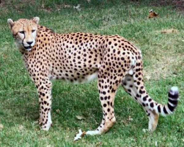 Despite the Considerable Cost Involved, the Cheetah is Coming Back to ...