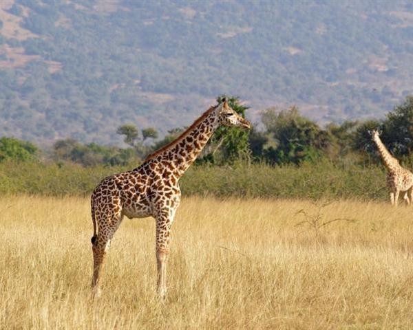 Increasing Number of Airlines Fly to Rwanda | .TR