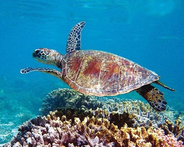 Australia Announced Initiatives to Protect the Natural Sea Life | .TR