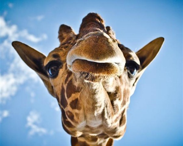 ADVENTURE: Animals Tours | .TR